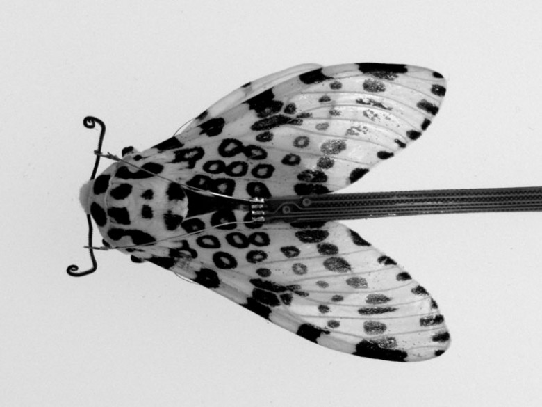 Insect Spectacles – urbanNext