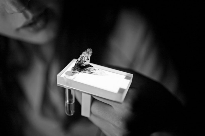 Insect Spectacles – urbanNext