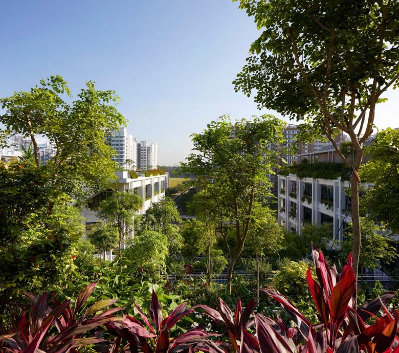 Oasis Terraces: Cohering Diverse Programmes into a Legible Whole ...