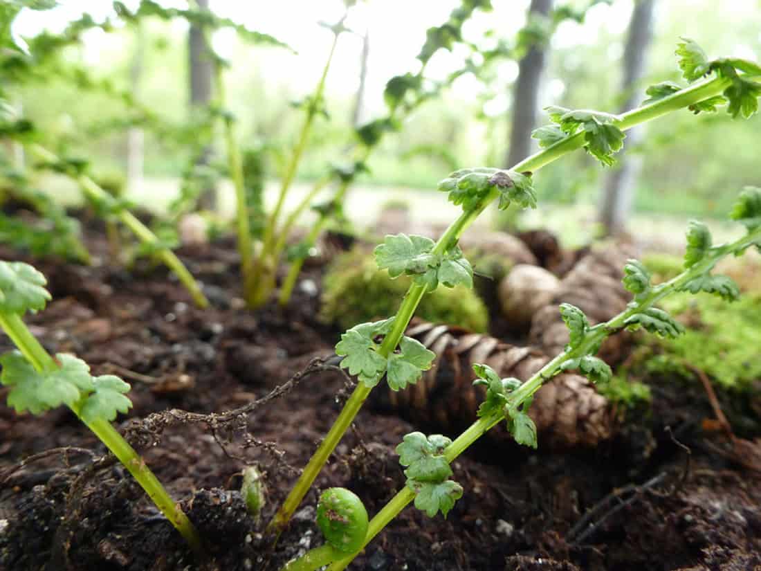 Tiny Taxonomy – urbanNext