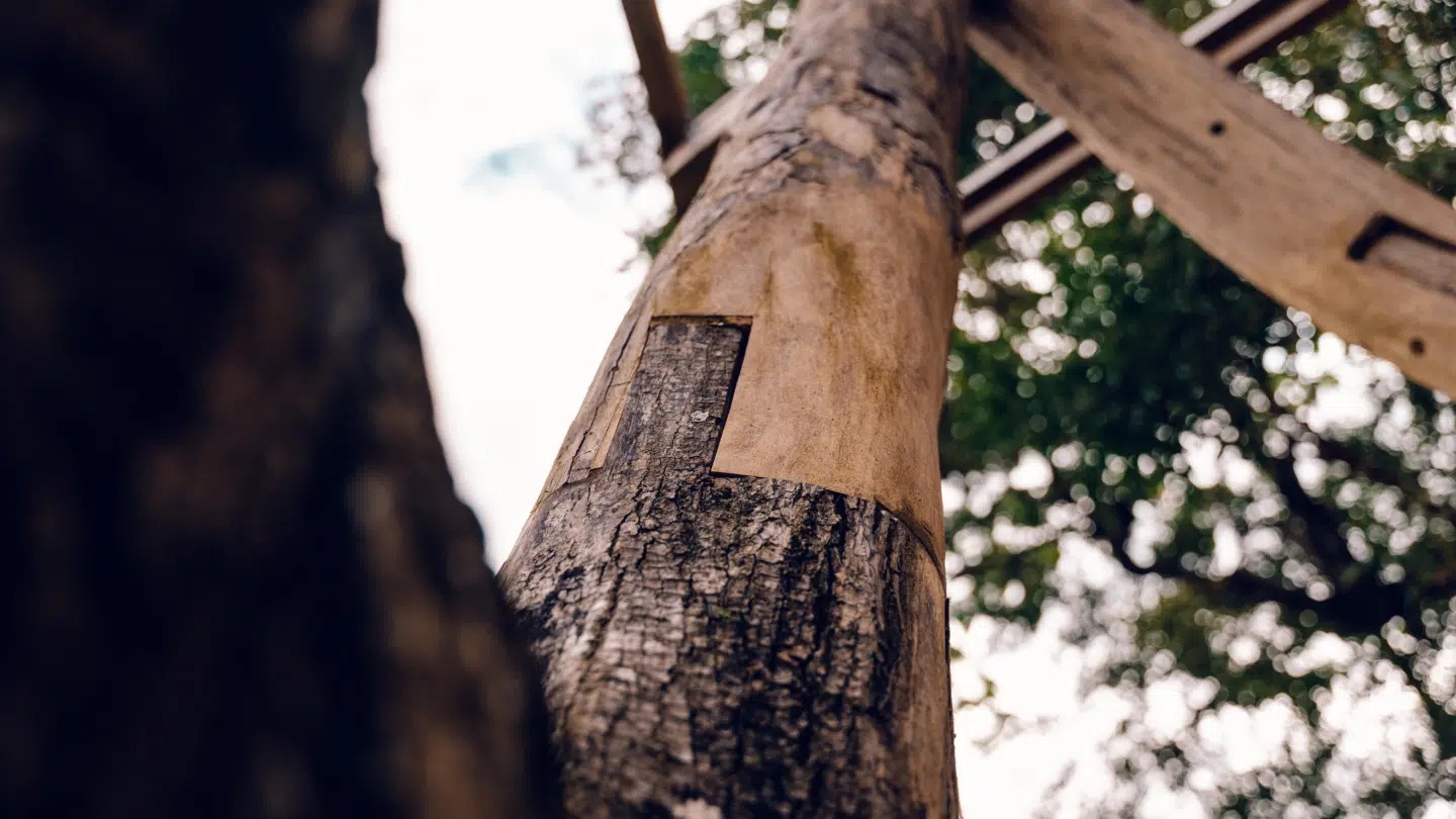 Raw Timber Pergola – urbanNext